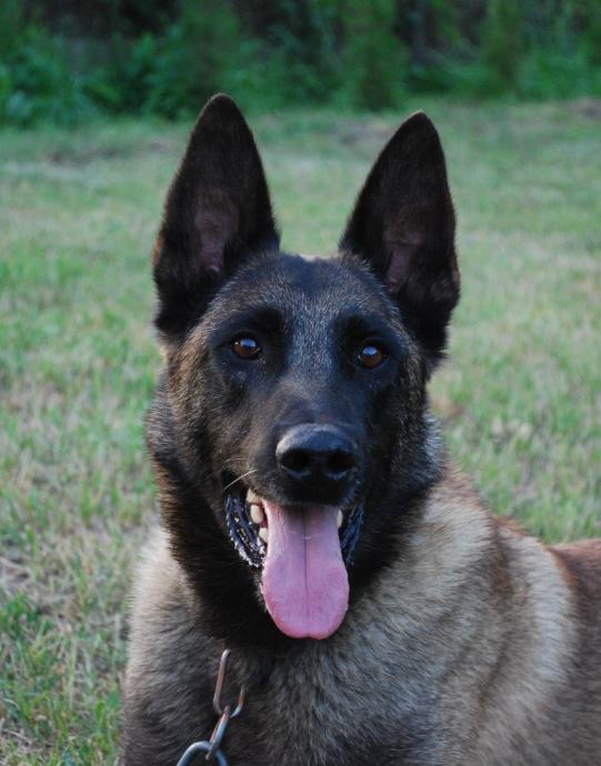 Malinoa odrasli muzjak vrhunskih radnih krvnih linija