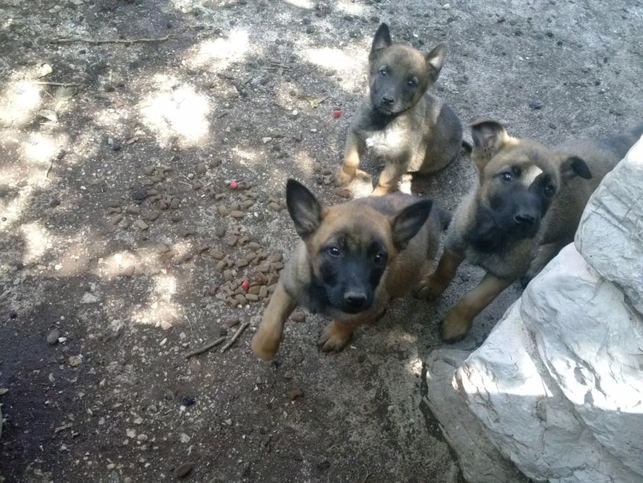 Belgijski ovčar Malinoa