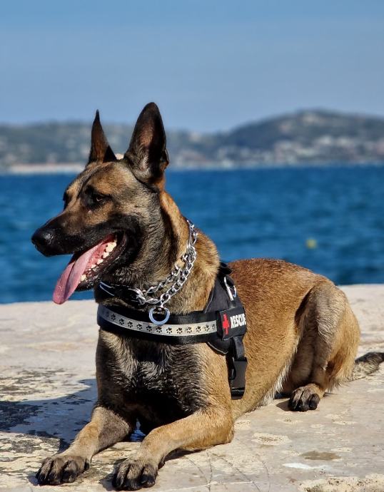 Belgijski Ovčar stenci (malinoa) POKLANJAM