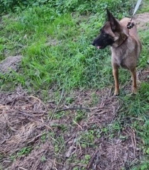 Belgijski ovcari malinois