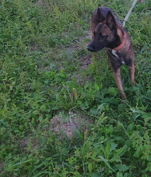 Belgijski ovcari malinois