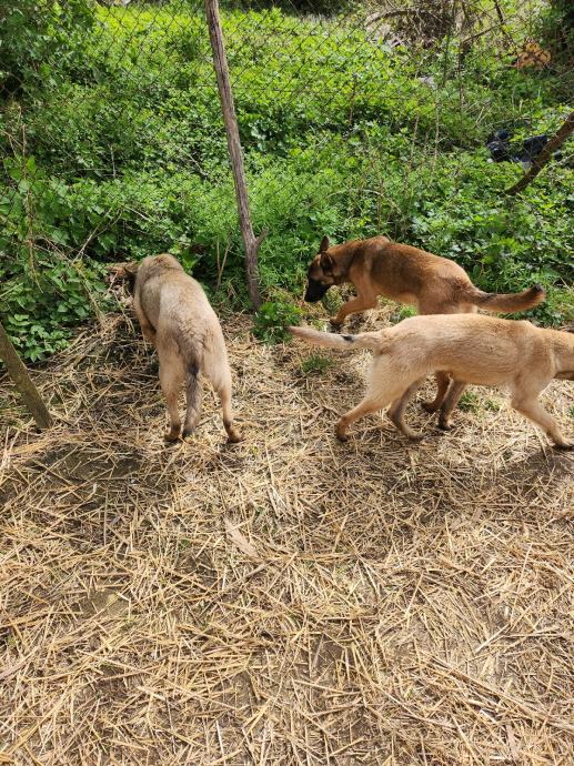 Belgijski ovcari malinois