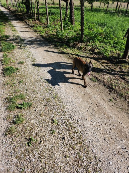 Belgijski ovcari malinois