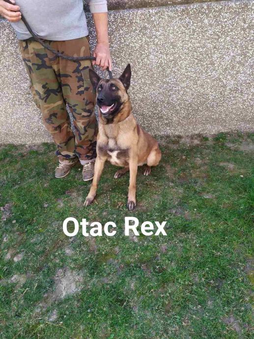 Čistokrvni štenci Belgijskog ovčara Malinois *PRODANI SU SVI PSI*