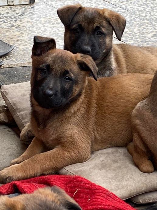 Belgijski ovčari štenci