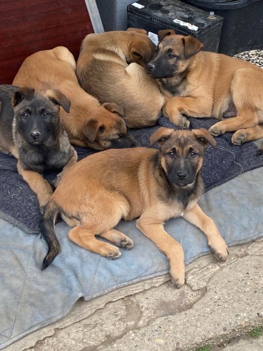 Belgijski ovčari štenci