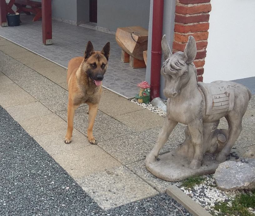 Belgijski ovčari - štenci