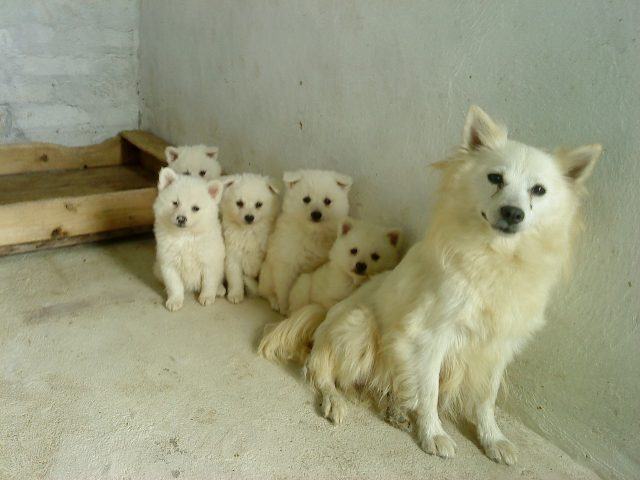 Beli nemacki mali spic, patuljasti pinc, maltezeri, jack ras