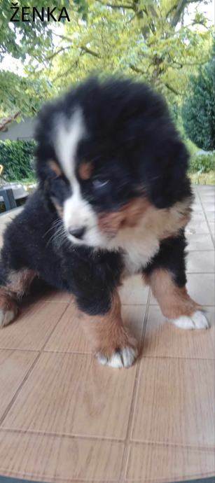 bernski planinski pas - Berner Sennenhund - bernese mountain dogŠTENAD