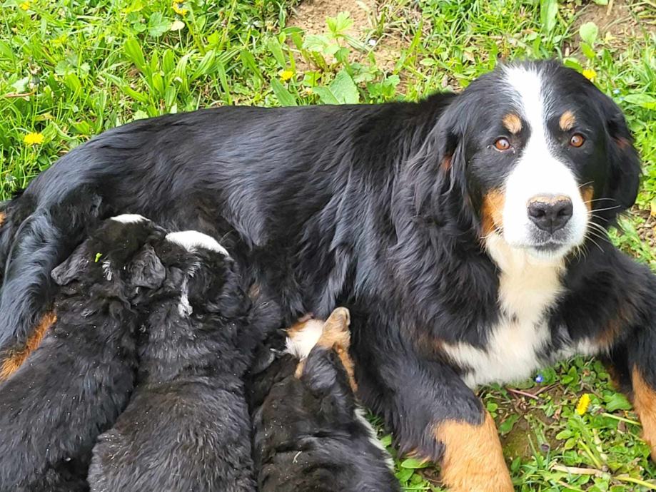 bernski planinski pas - Berner Sennenhund - bernese mountain dogŠTENAD