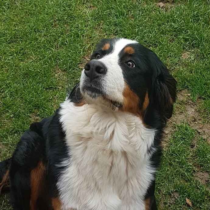 Bernski planinski pas - štenci