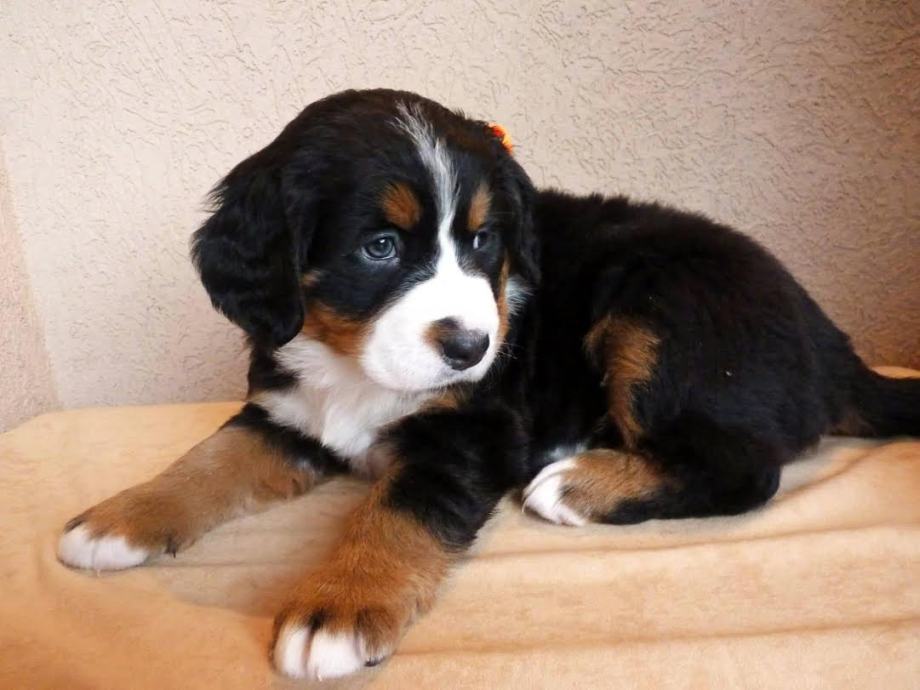 Bernski planinski pas - odlicne zenkice