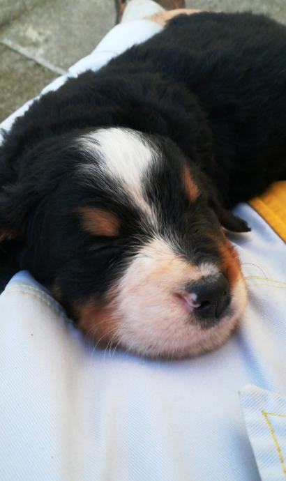 Bernski planinski pas