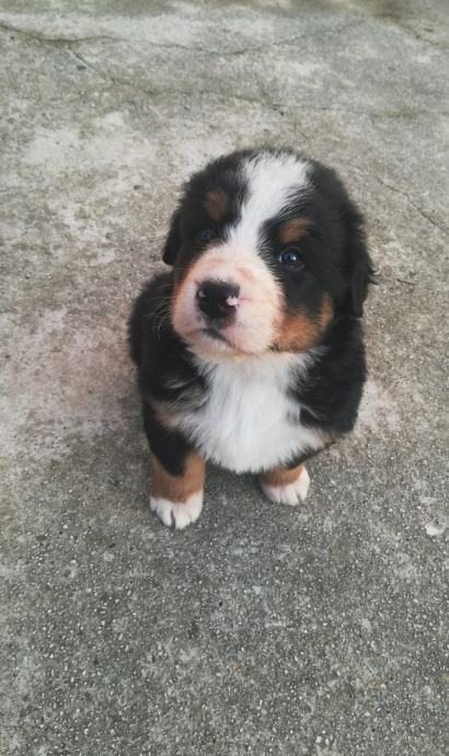 Bernski planinski pas