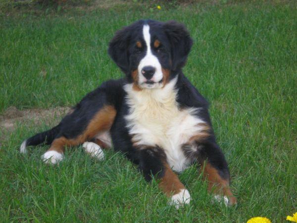 BERNSKI PLANINSKI PAS NA POKLON