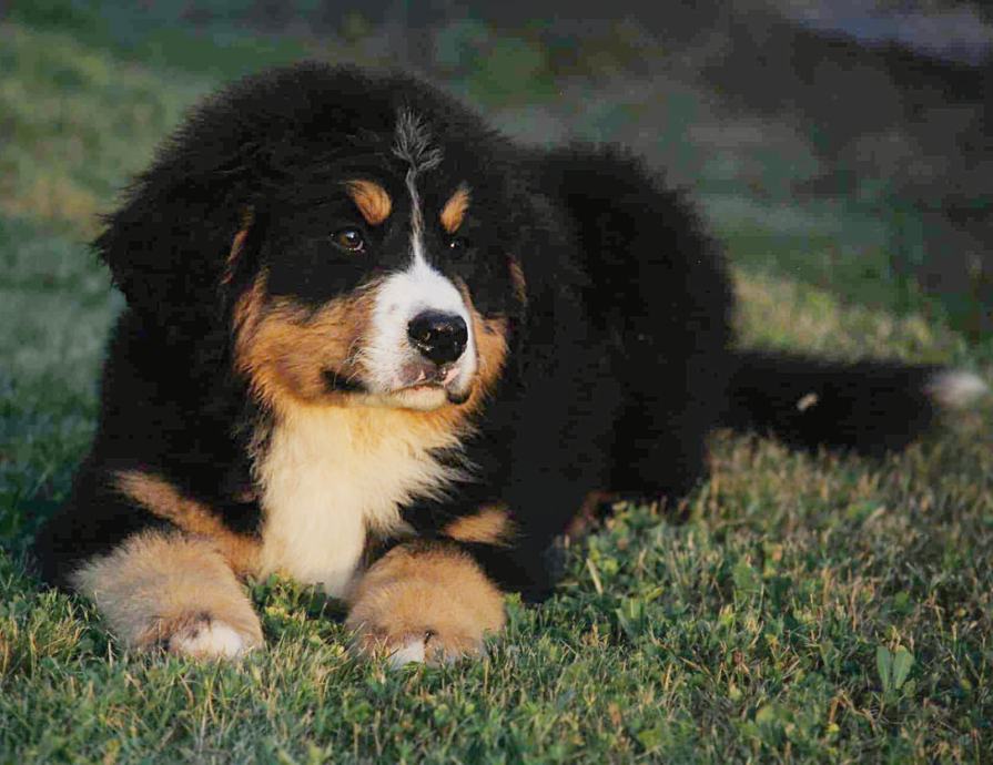 Bernski planinski pas