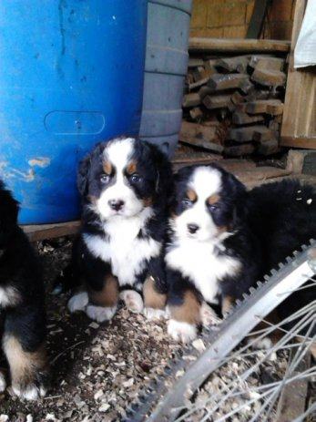 Bernski planinski pas