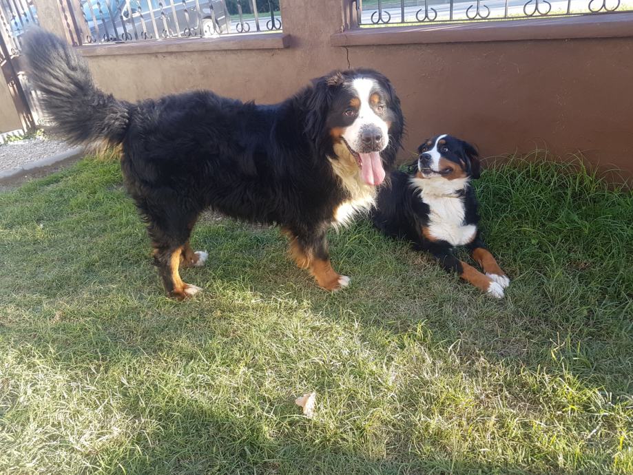 Bernski planinski pas - štenci
