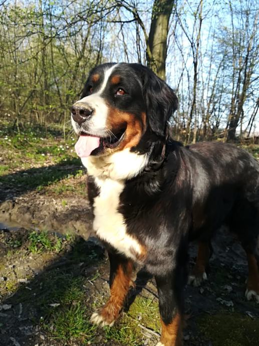 Bernski planinski pas štenci