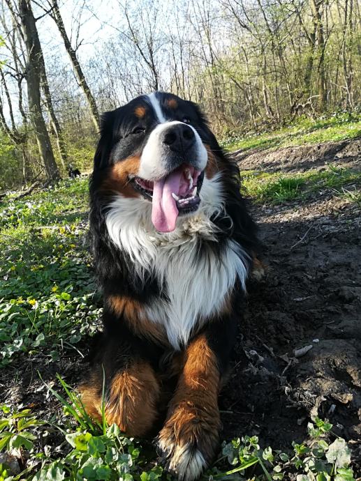 Bernski planinski pas štenci