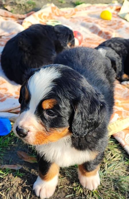 Bernski planinski pas štenci