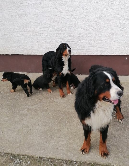 Bernski planinski pas štene