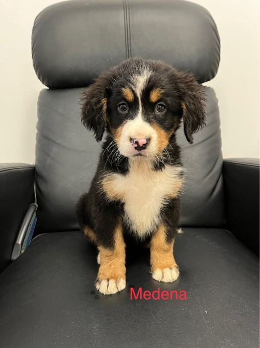 Bernski planinski pas štenci