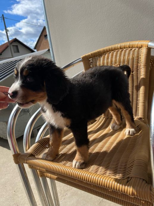 Bernski planinski pas štenci