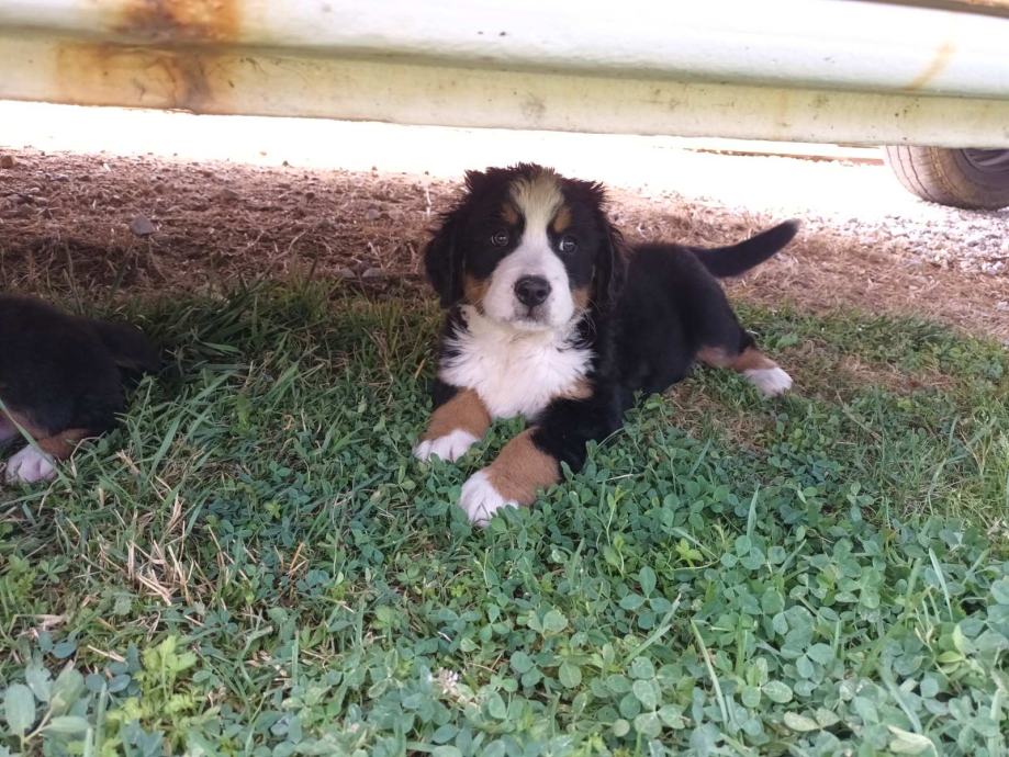 Bernski planinski pas štenci