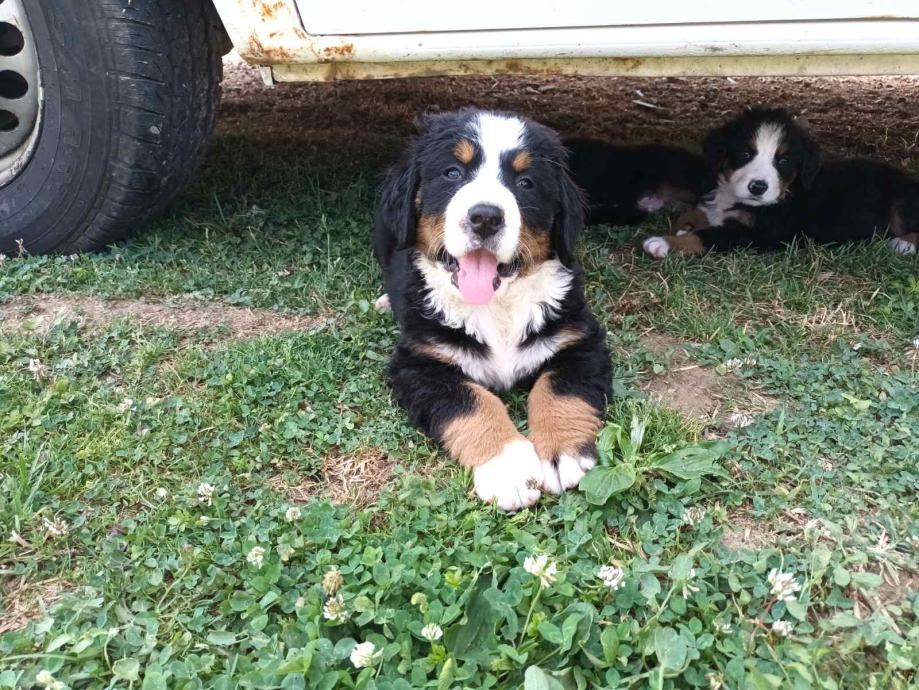 Bernski planinski pas štenci