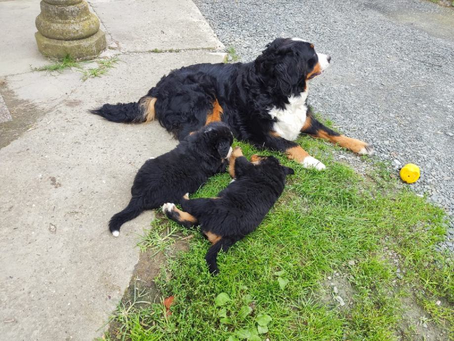 Bernski planinski pas Štenci