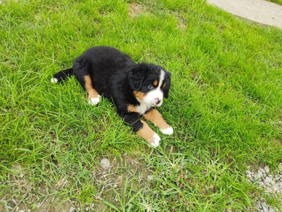 Bernski planinski pas Štenci