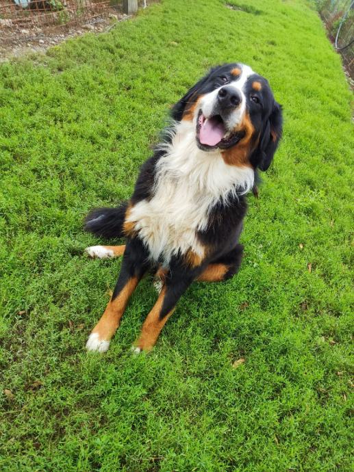 Bernski planinski pas Štenci