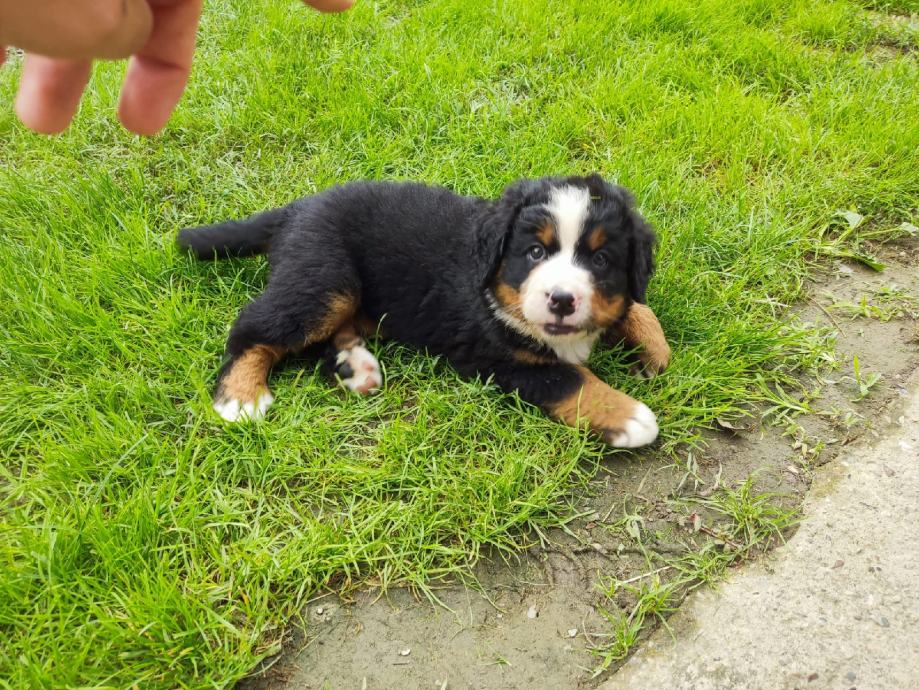 Bernski planinski pas Štenci