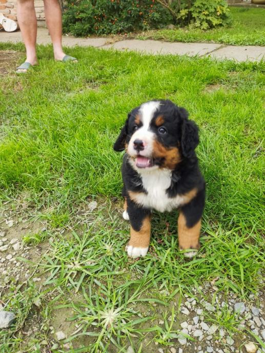 Bernski planinski pas Štenci