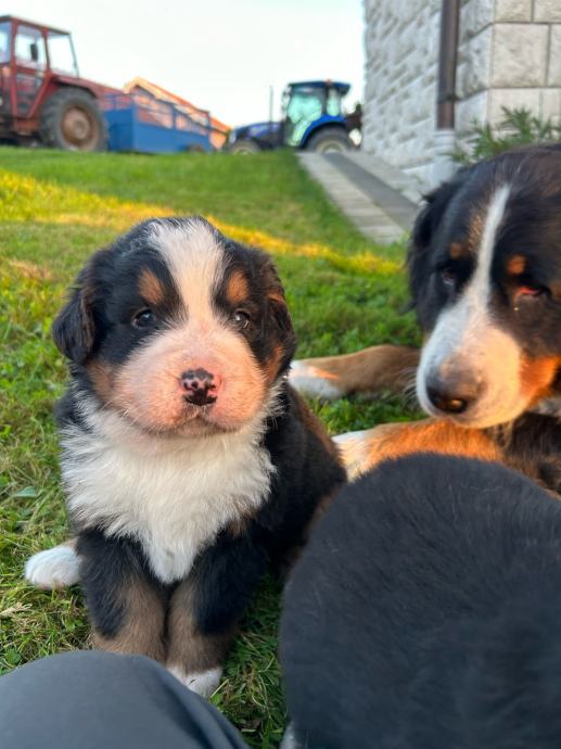 Bernski planinski pas štenci