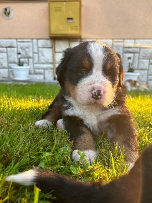 Bernski planinski pas štenci