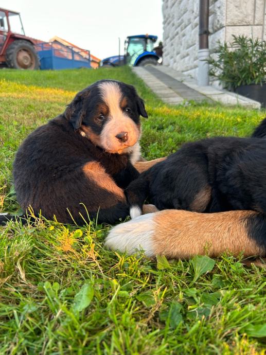 Bernski planinski pas štenci