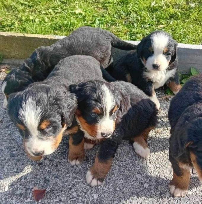 BERNSKI PLANINSKI PAS -ŠTENCI