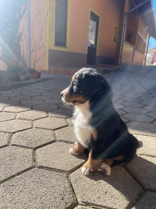 Bernski planinski pas - štenci