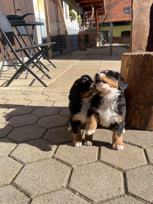 Bernski planinski pas - štenci