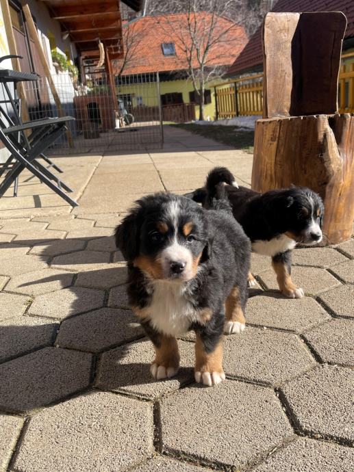 Bernski planinski pas - štenci