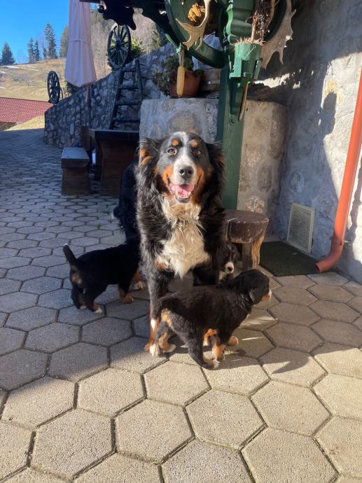 Bernski planinski pas - štenci