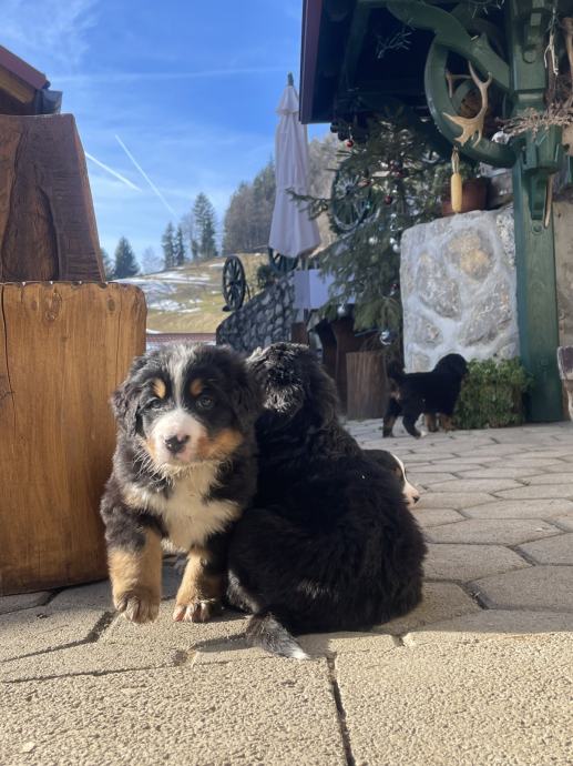 Bernski planinski pas - štenci