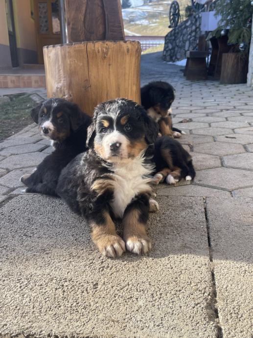 Bernski planinski pas - štenci