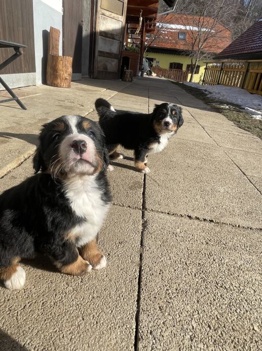 Bernski planinski pas - štenci