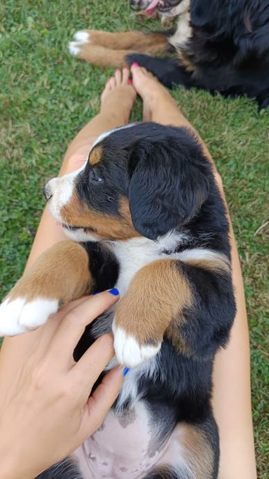 Bernski planinski pas - štenci