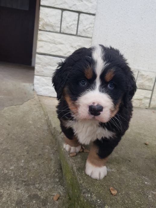 BERNSKI PLANINSKI PAS - štenci-