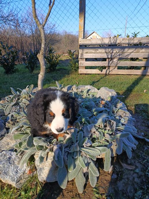Bernski planinski pas štenci