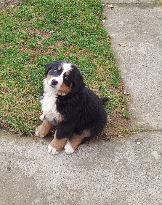 Bernski planinski pas - štenci, ženke